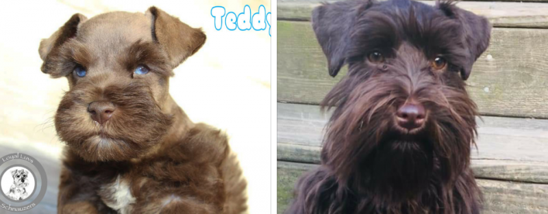 Schnauzer Breed Colors | Loyal Luv's Schnauzers | Carriere, MS